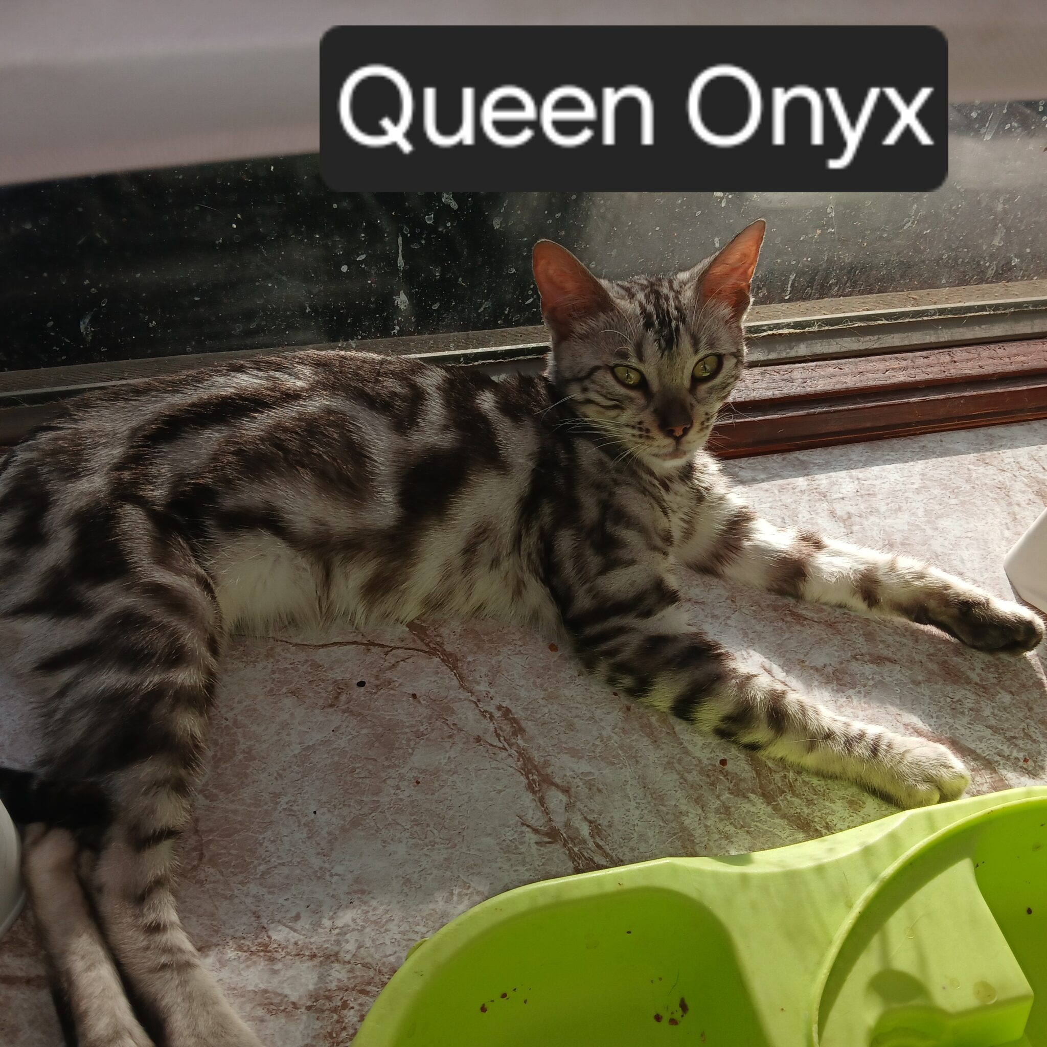 Queens - Rhonda's Pets - Traditional Siamese Cats
